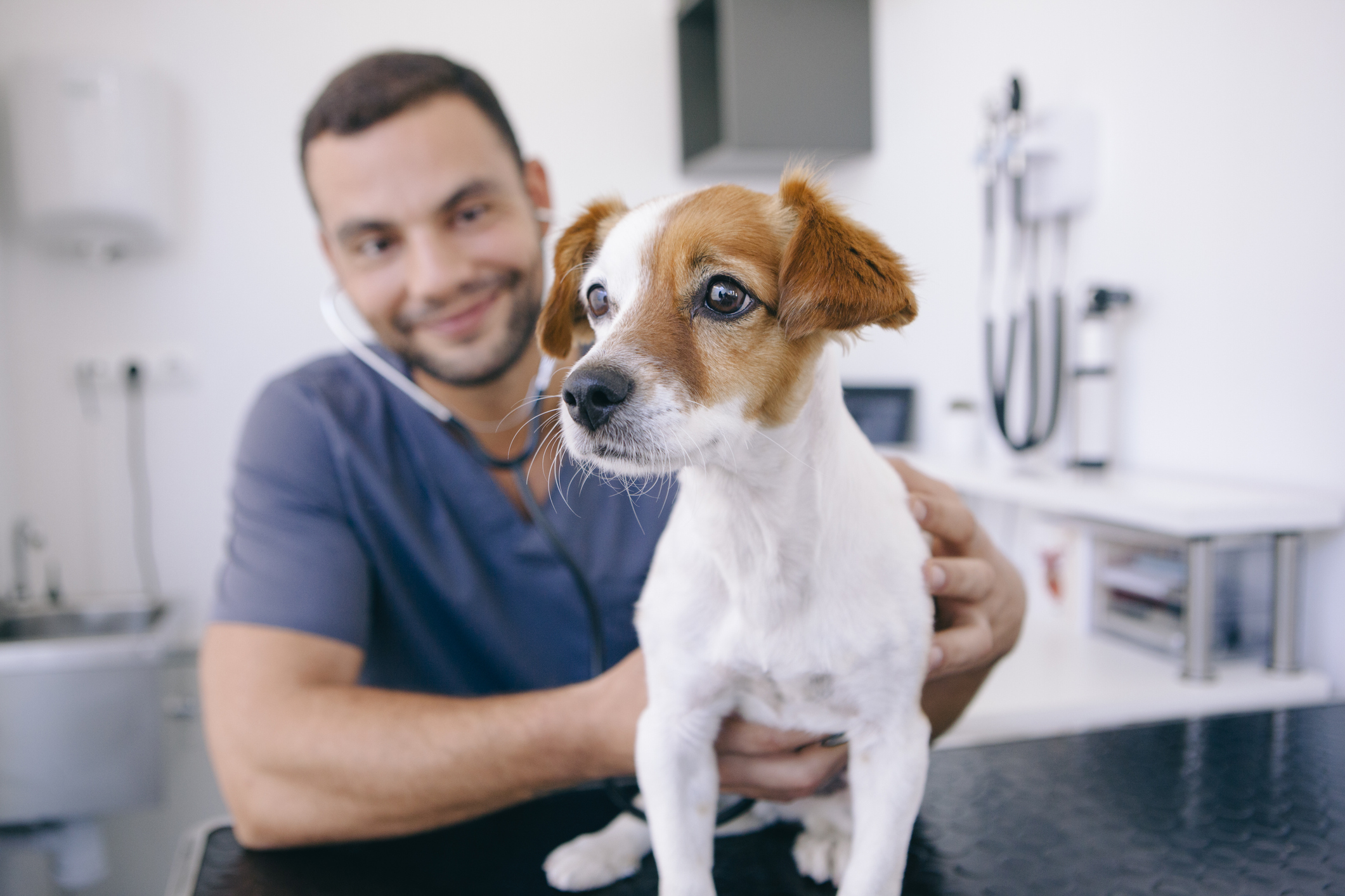 Cost Of Veterinarian School Online Course