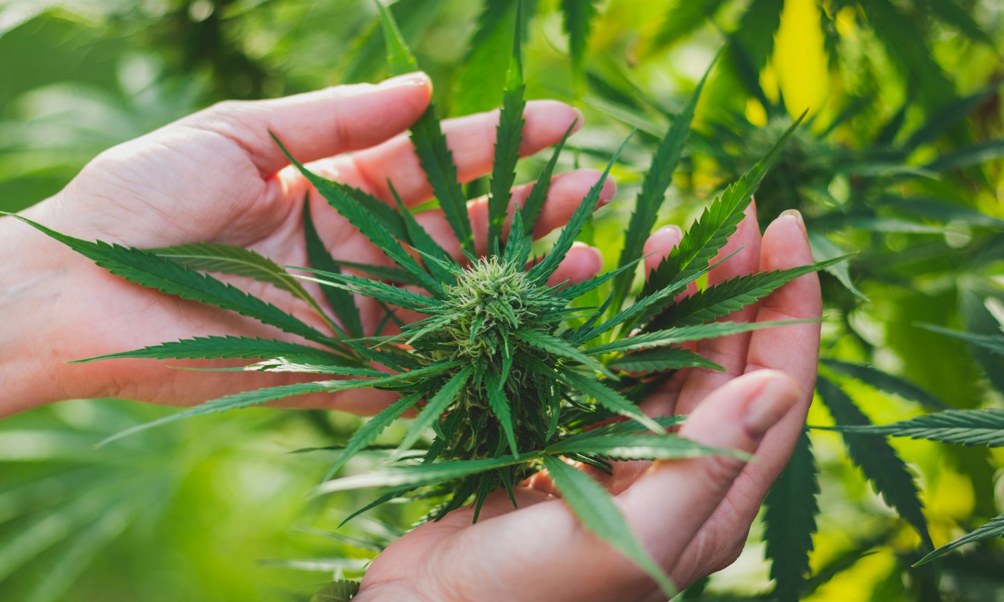Best-Performing Marijuana and Cannabis ETFs (May 2026) - NerdWallet