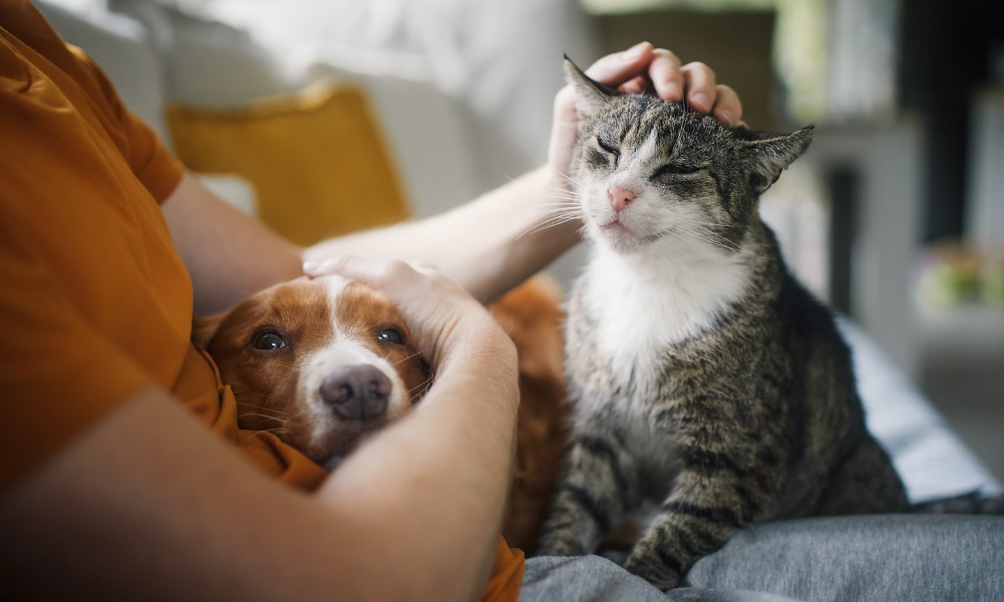 State Farm Pet Insurance: Review 2025: Pros and Cons - NerdWallet