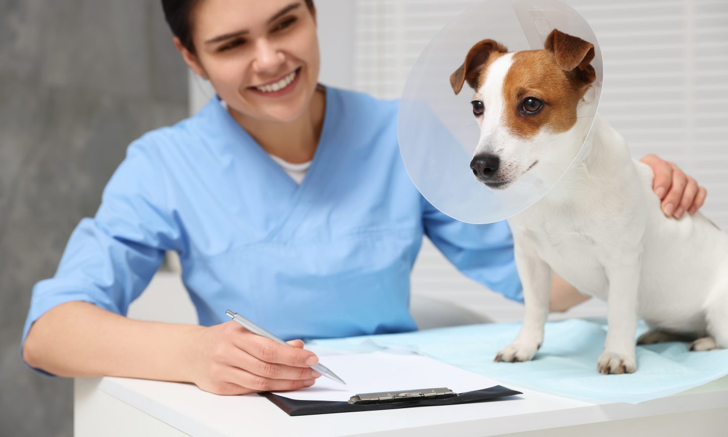 Chewy Pet Insurance Review 2026: Pros and Cons - NerdWallet