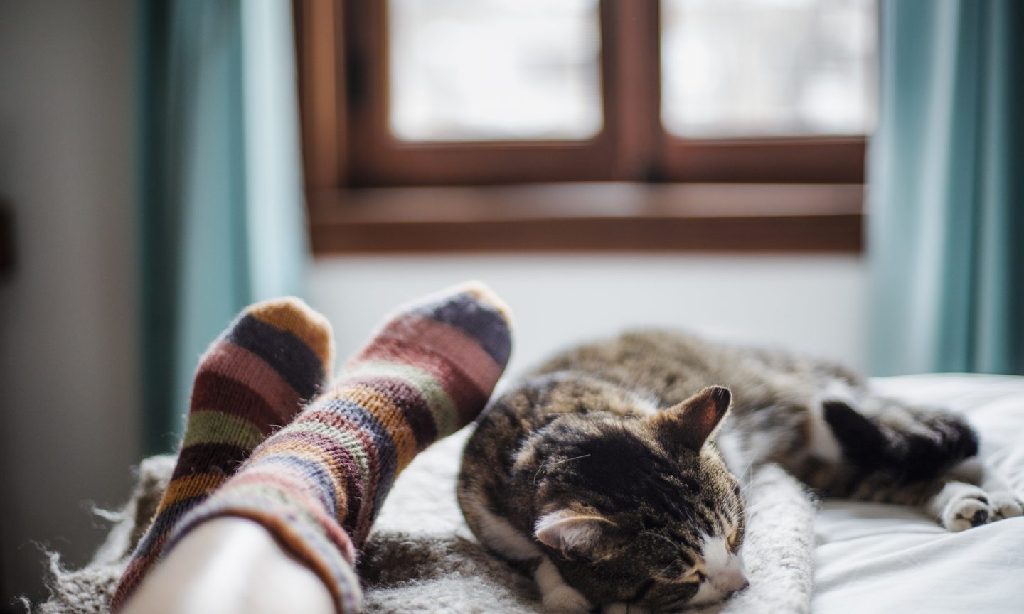 Petco Pet Insurance Review: Pros and Cons - NerdWallet