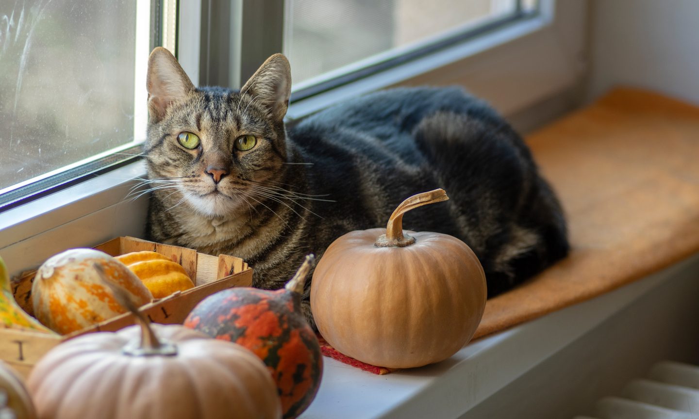 Pumpkin Pet Insurance Review 2025: Pros and Cons - NerdWallet