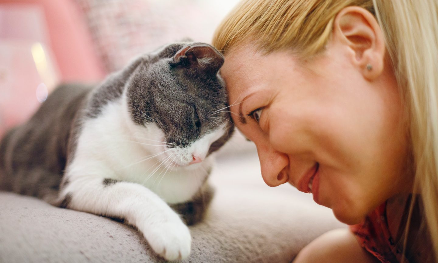 The 5 Best Cheap Pet Insurance Companies for 2026 - NerdWallet