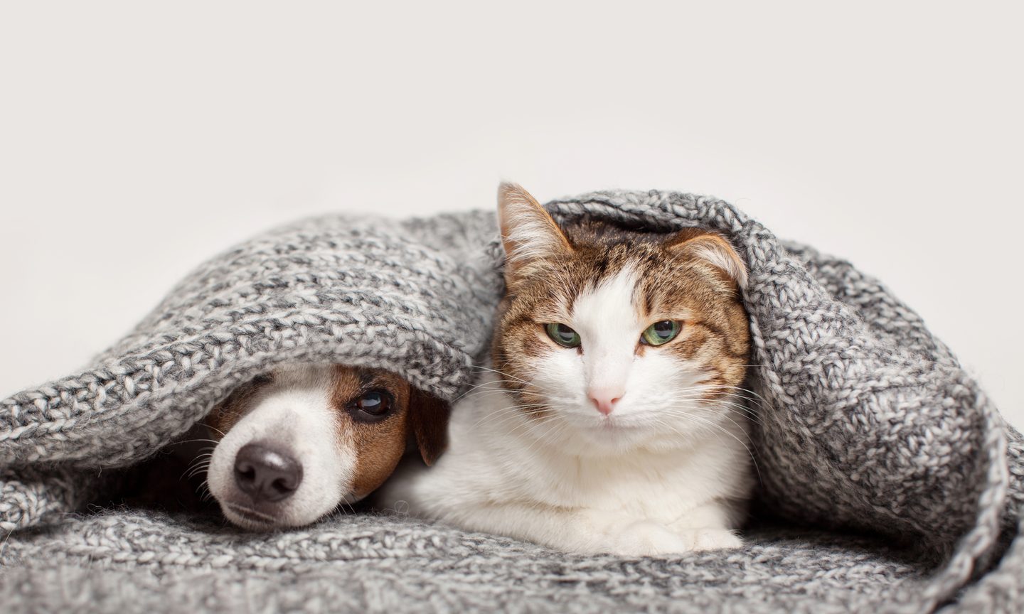 The Best Pet Insurance in California for 2026 - NerdWallet