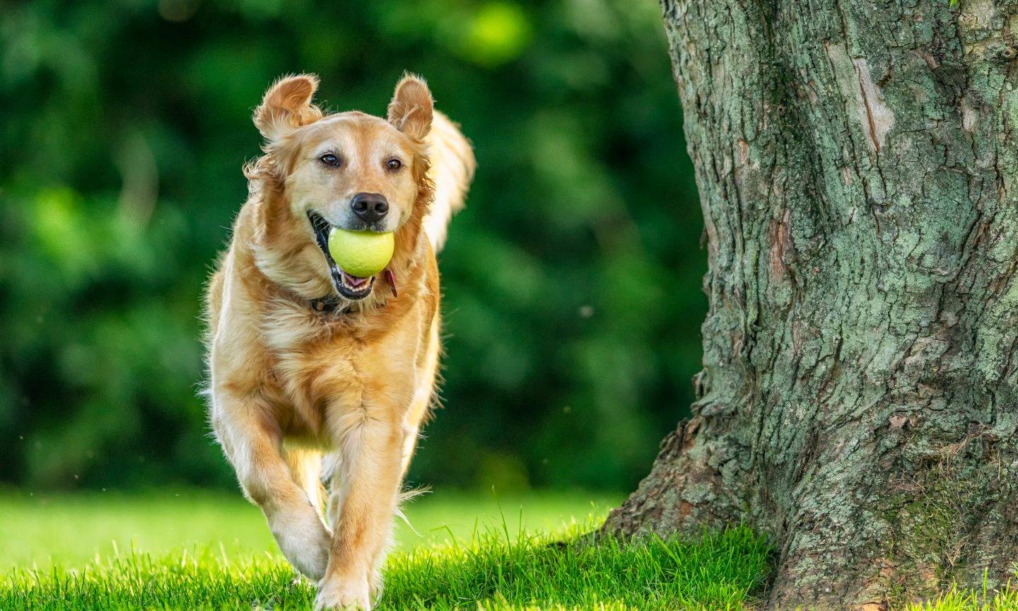 The Best Pet Insurance in Florida - NerdWallet