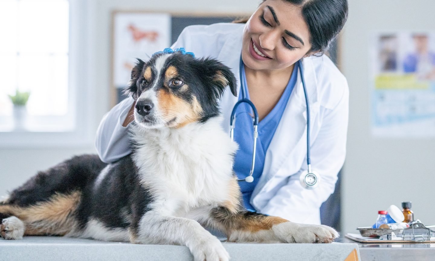 Banfield Pet Insurance Review 2025: Pros and Cons - NerdWallet