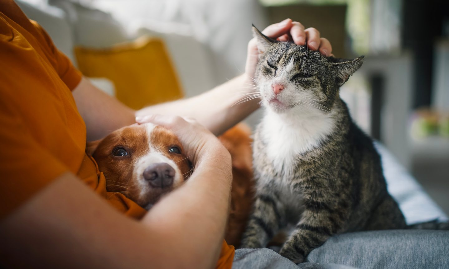 State Farm Pet Insurance: Review 2025: Pros and Cons - NerdWallet