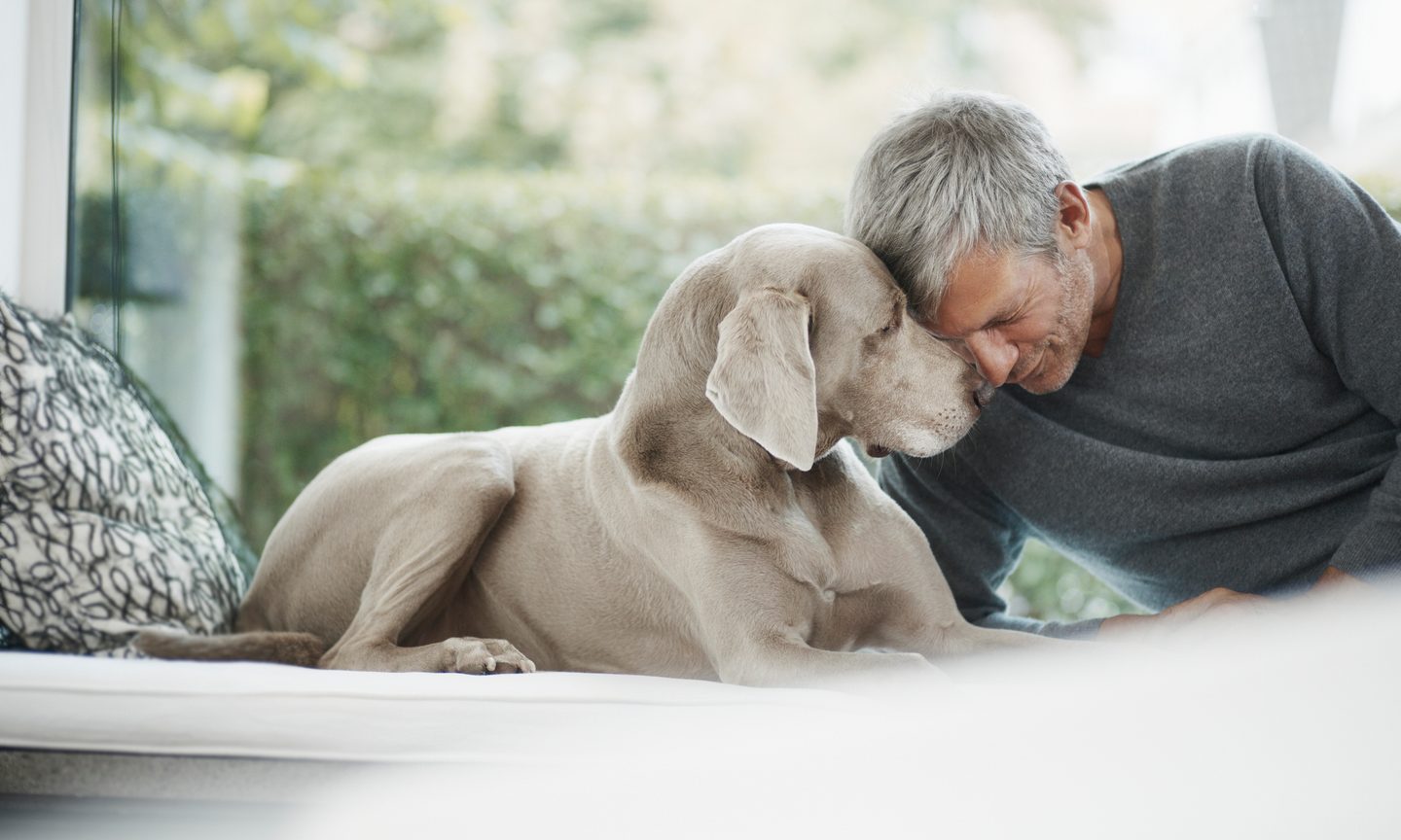 GEICO Pet Insurance Review 2026: Pros and Cons - NerdWallet