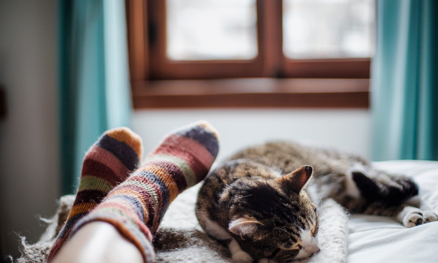 Petco Pet Insurance Review 2025: Pros and Cons - NerdWallet